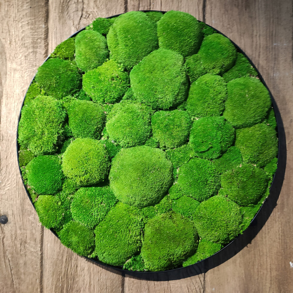 Grünraumgestaltung, Mooswände, Moosbilder als Wandbegrünung