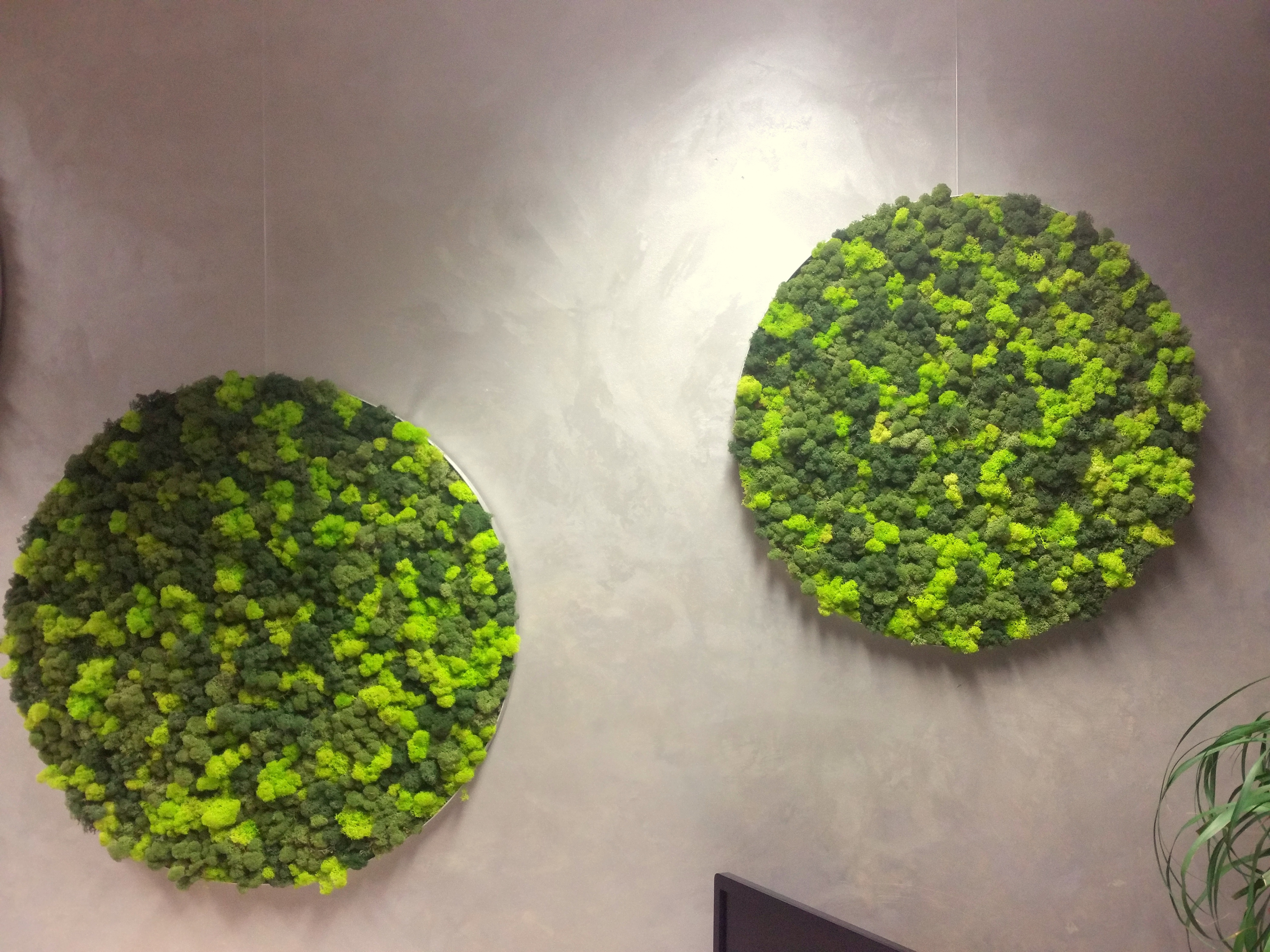 Moosbilder - Wandgestaltung aus echtem Moos für Ihr Zuhause