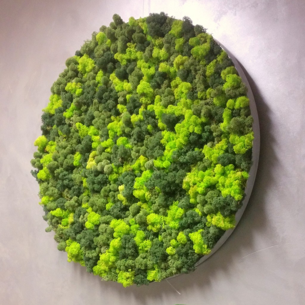 Runde Moosbilder mit einem Alurahmen